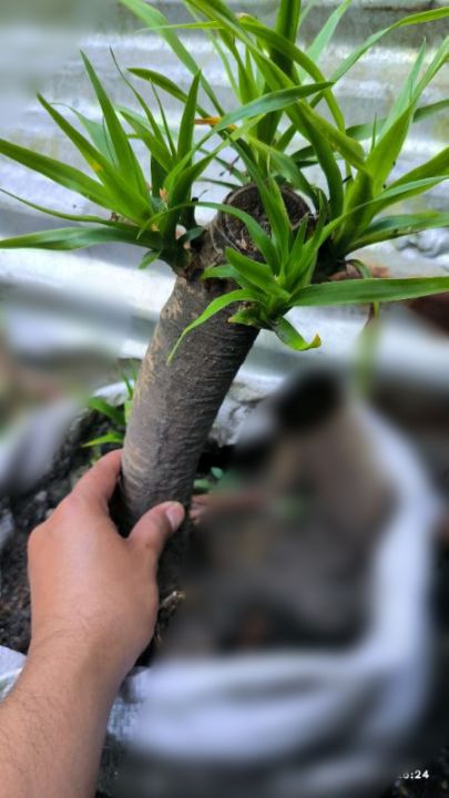 yucca 3 to 4 heads | Lazada PH