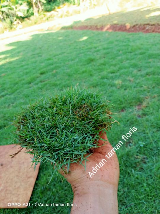 rumput Peking satu meter persegi atau 1meter x 1meter | Lazada Indonesia