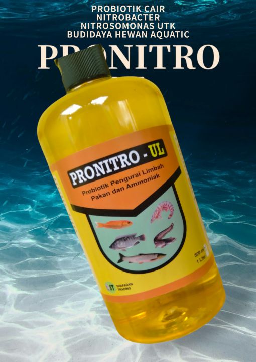 Probiotik Nitrobacter bersihkan lumbah Amonia dan sisa pakan, kotoran di kolam terpal Lele,Nila ...