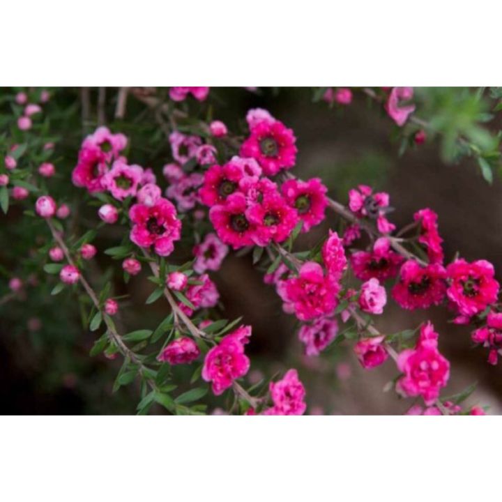 Pokok Bunga Manuka/ New Zealand Tea Tree/ Leptospermum Scoparium | Lazada