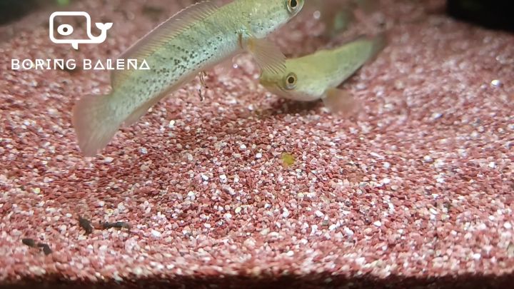 BRBN Channa Stewartii - Assamese Snakehead - Channa - Snakehead - Ikan ...