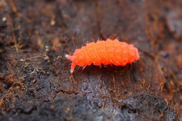 SPRINGTAIL RED ! | Lazada.vn