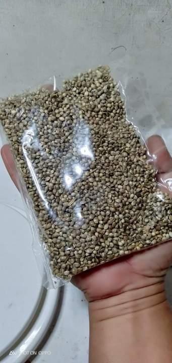 biji fumayin penggacor kenari 100gr | Lazada Indonesia