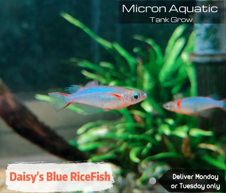 [DOA] Daisy's Blue RiceFish | Lazada