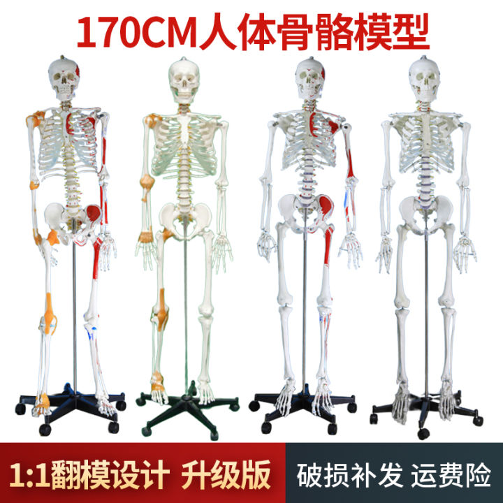 Natural Large Adult Skeleton Model 170CM Teaching White Skull Specimen ...