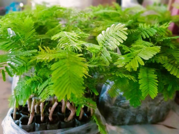 ต้นชะอม1ชุด10ต้น🪴ไร้หนามหรือหนามน้อยนิยม🪴ตัดยอดทานขายสร้างรายได้1ชุด10 ...