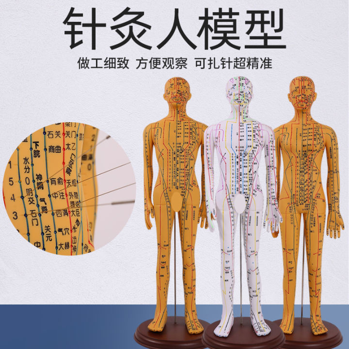 Acupuncture Point Dummy Acupuncture Point Human Body Model Can Be ...