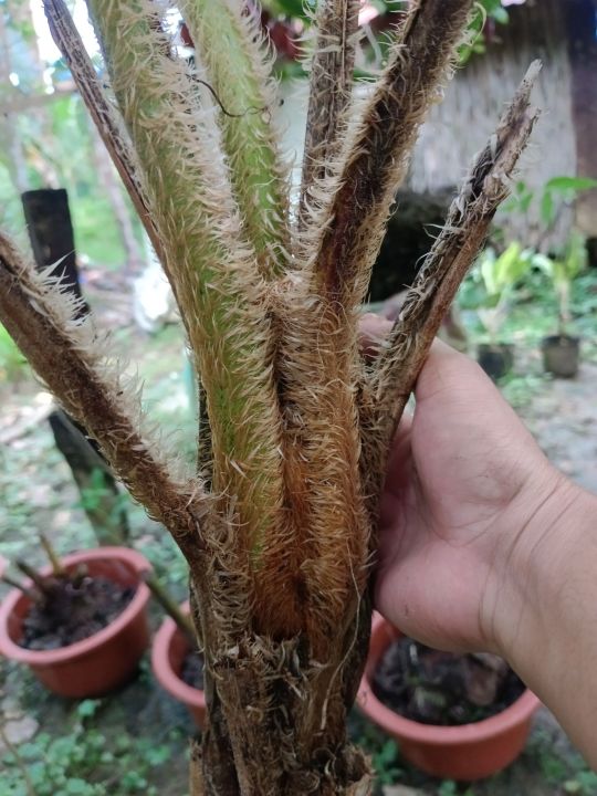 Flying Spider-monkey tree fern Plant | Lazada PH