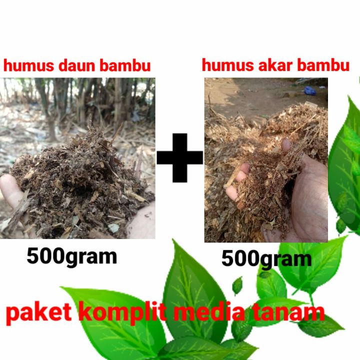 media tanam humus daun bambu dan humus akar bambu paket 1kg | Lazada ...