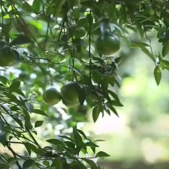 【散装】All Kind Of Chinese Tea 新会小青柑 | 云南茶叶普洱茶熟茶 | 普洱小沱茶 |糯米香 | 普洱茶 | 大红袍 ...