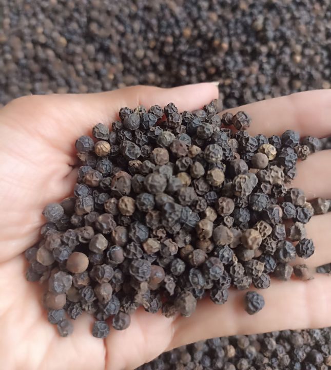 LADA HITAM ( BLACK PEPPER ) KERING 250 GRAM 100 GRAM & 50 GRAM | Lazada ...