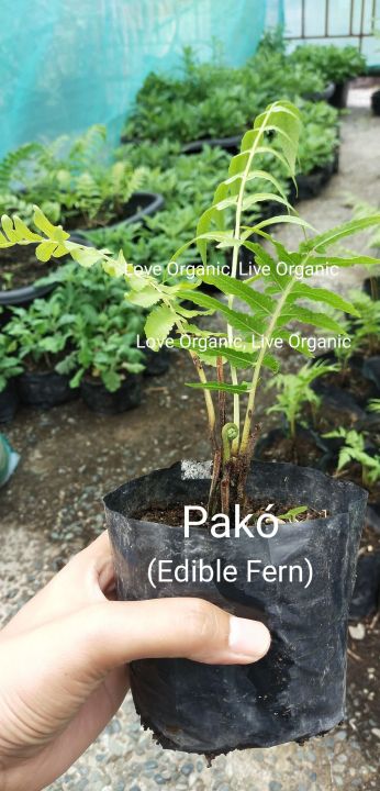 Pakó for planting (Edible fern) (minimum 2pots/ check out) | Lazada PH