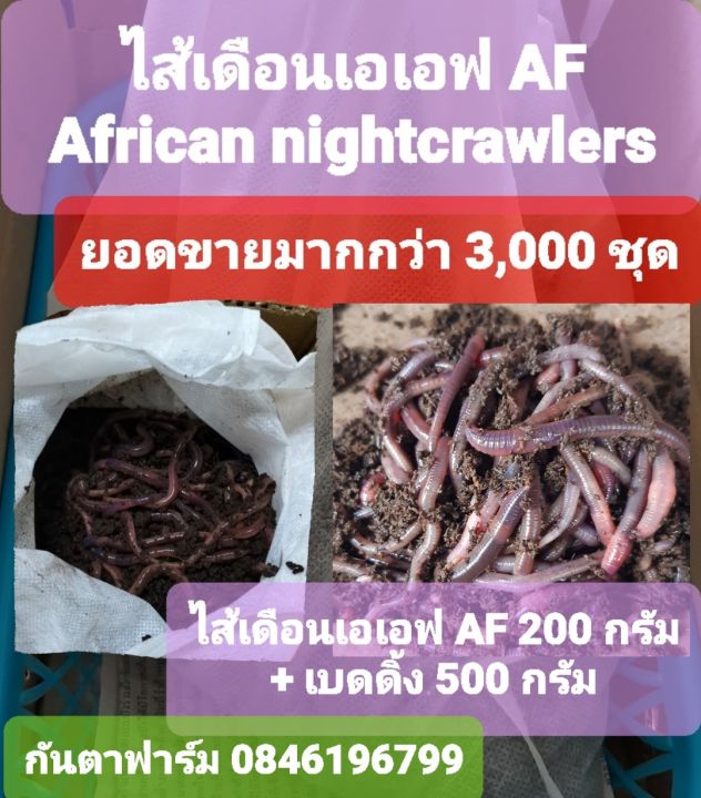 African Nightcrawlers,ไส้เดือนเอเอฟ ,ไส้เดือนaf | Lazada.co.th