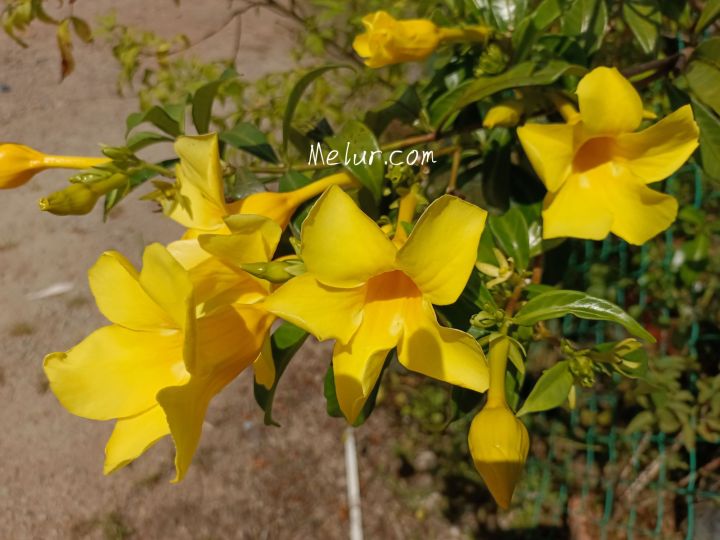 MM- Anak Pokok Alamanda Bunga Kuning / Allamanda Cathartica Yellow ...