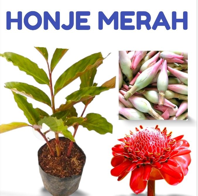 Bibit Tanaman KECOMBRANG HONJE MERAH Siap tanam | Lazada Indonesia