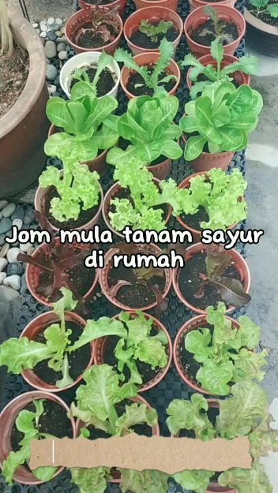 Biji Benih Sayur Sayuran Vegetable Seeds | Lazada