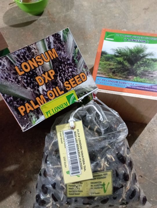 Bibit Kecambah LONSUM KUALITAS UNGGUL | Lazada Indonesia