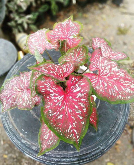 tanaman hias caladium keladi lance whorton/caladium lance worthon ...