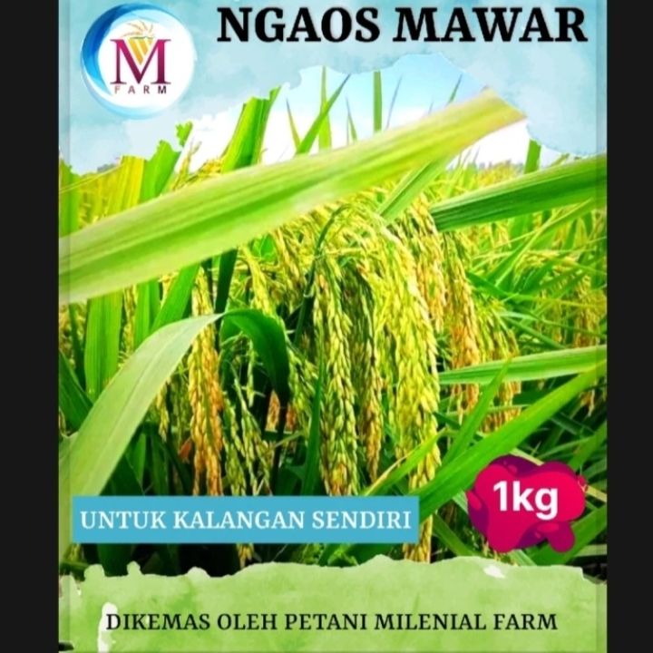 Benih padi NGAOS MAWAR KEMASAN 1KG | Lazada Indonesia