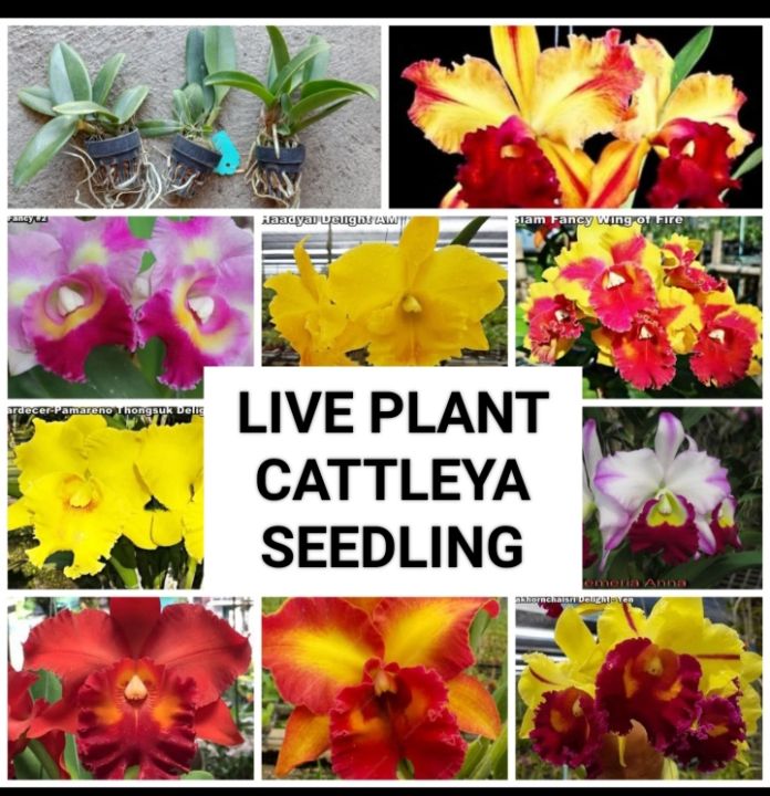 Cattleya Orchids Seedling | Lazada PH