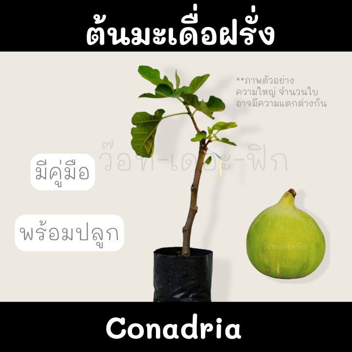 #ว๊อท-เดอะ-ฟิก ต้นมะเดื่อฝรั่ง Conadria Fig ผลไม้ สุขภาพ อร่อย ปลูกง่าย ...