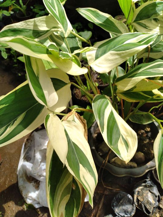 Arrow Roots | Lazada PH