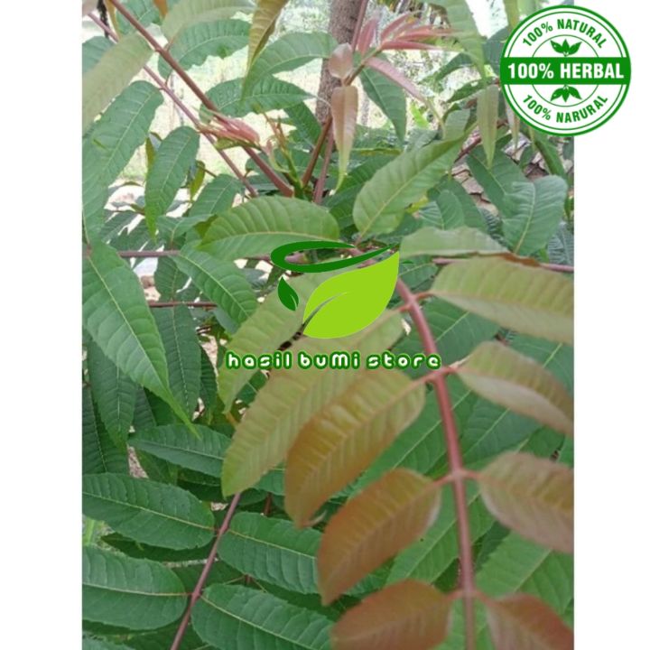 daun surian daun suren segar 1kg petik langsung | Lazada Indonesia