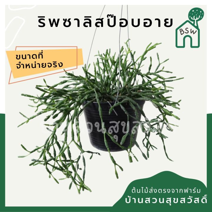 ripsalis eye in 4 inches, rhino pot | Lazada PH