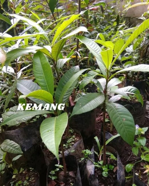bibit pohon Kemang asli (pohon langka) | Lazada Indonesia bibit pohon Kemang asli (pohon langka) | Lazada Indonesia