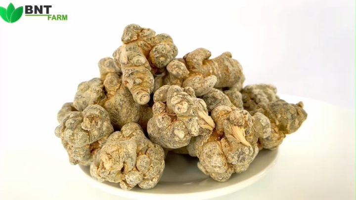 Củ tam thất bắc nguyên chất BNT FARM Loại 1 củ to, 40, 50, 60 củ ± 10%/ kg, phòng chống ung thư ...