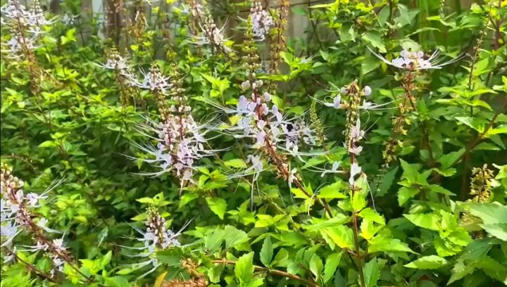 Tea Misai Kucing Approved by KKM 马来西亚卫生部认证 9星猫鬚茶 (60茶包) 9 Star (60/30 ...