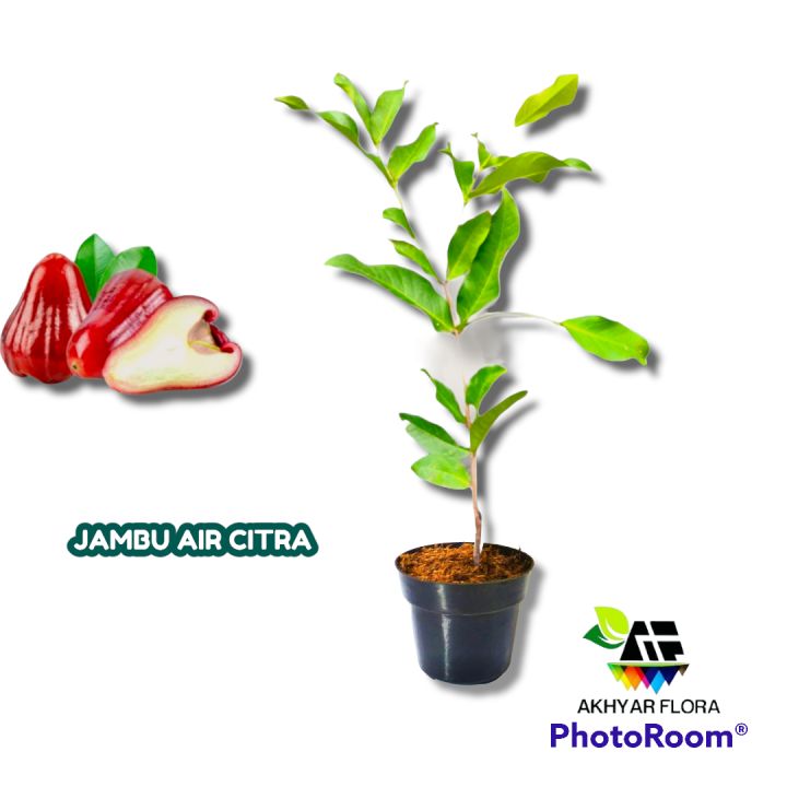 Jambu Air Citra Manis Tanaman Buah Jambu Citra Okulasi Tabulampot ...