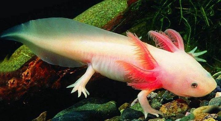 Axolotl Fish Ikan Axolotl 娃娃鱼 5inch SEASONAL LIMITED STOCK LEFT! | Lazada