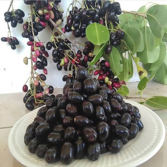 Bibit tanaman pohon juwet-jamblang-duwet-duet hitam buah langka tanaman ...