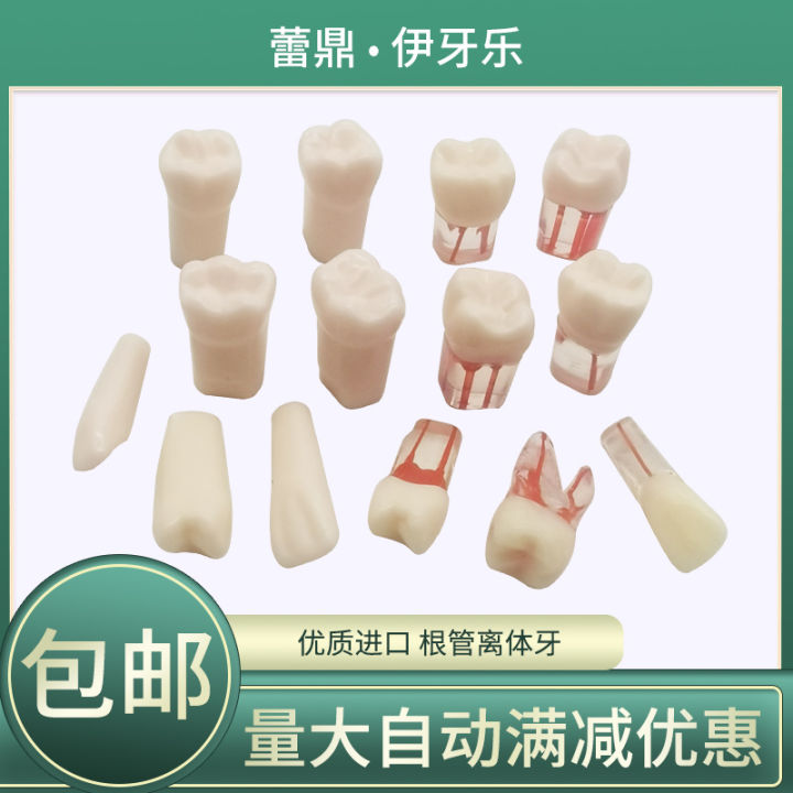 Root Canal in Vitro Dental Practice Open Pulp Cavity Tooth Preparation ...