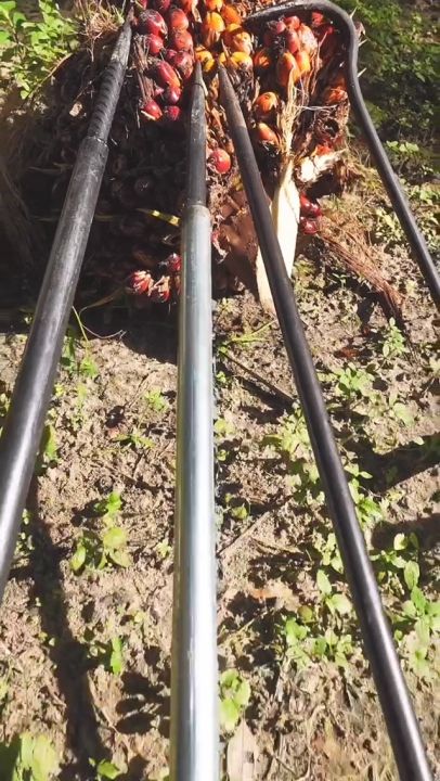 Palm Oil Harvesting Lifter / Besi Chang Sawit / Sai Sawit / Loading ...