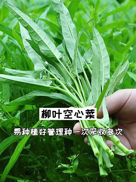 Chinese Kangkong Seeds /（150seeds） Upland Kang kong / Water Spinach ...