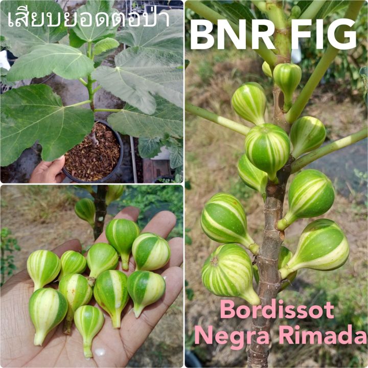 มะเดื่อฝรั่งลูกลายสวย BNR Fig (Bordissort Negra Rimada) เสียบตอป่า | Lazada.co.th