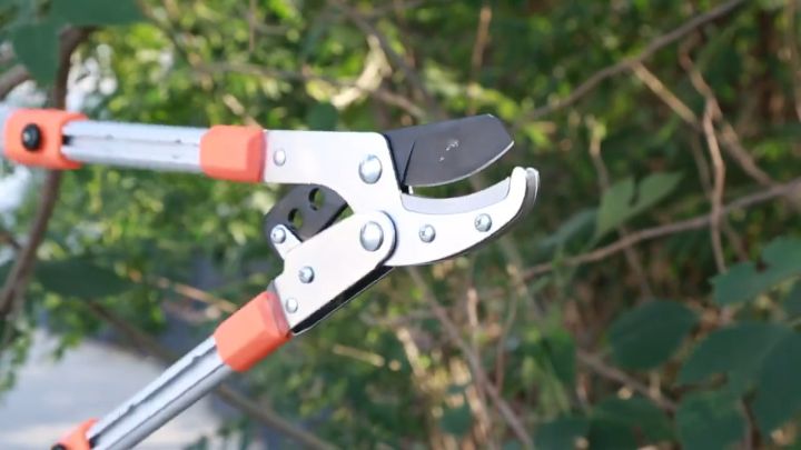 66-100cm Extension type garden Coarse branch shears Telescopic Tree ...