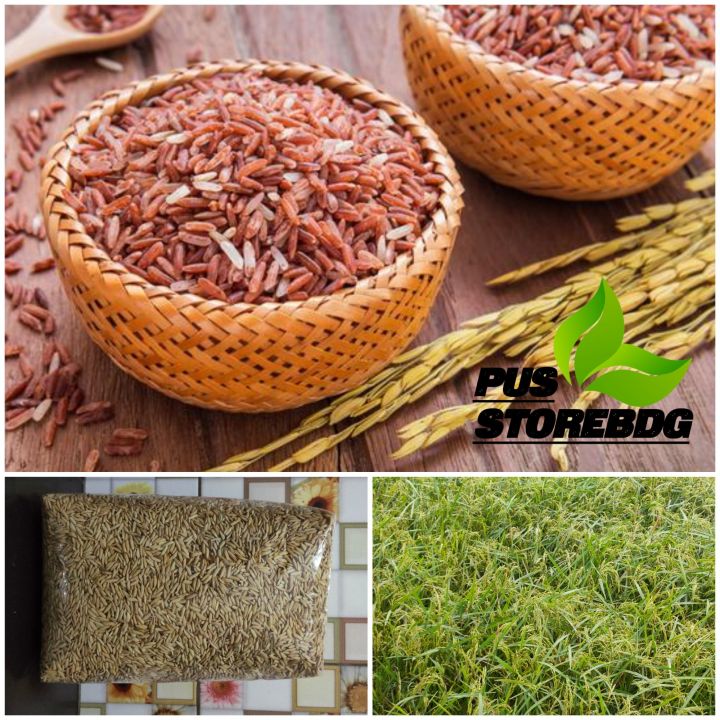 Padi huma padi darat kemasan 150 gram | Lazada Indonesia