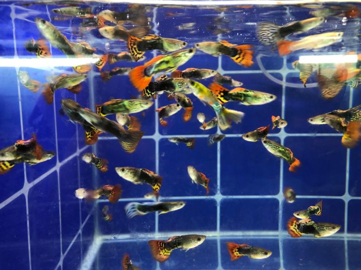 Guppy Dragon Male/Female (5-10ekor/pack) - Ikan Hiasan Hidup/Fish Live ...