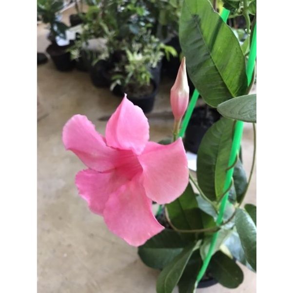 Pokok Bunga Mandevilla Merah Jambu / Mandevilla Pink Flower | Lazada