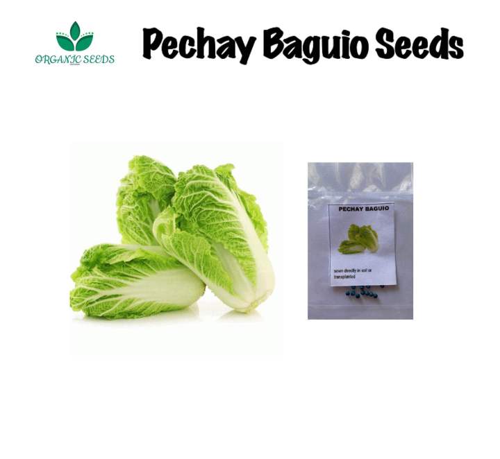 Pechay Baguio Seeds (10pcs) | Lazada PH