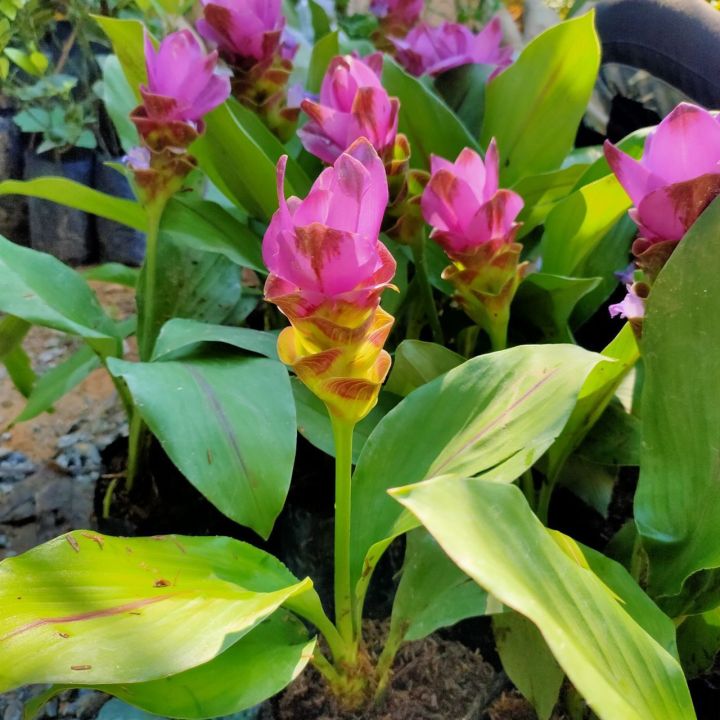 Pokok Bunga Tulip Siam | Lazada