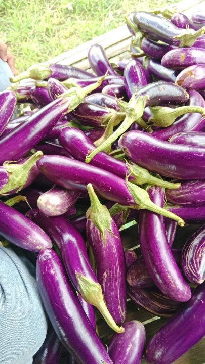 TERONG UNGU PANJANG SEGAR/BUAH TERONG SAYUR PER 1 KG | Lazada Indonesia