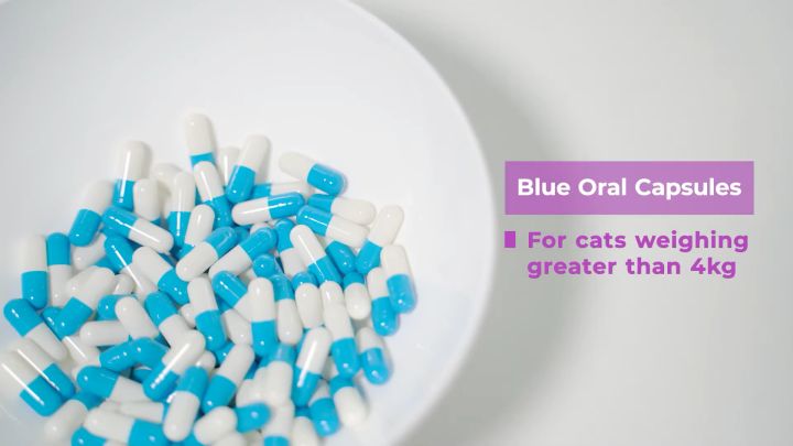 BASMI FIP™ Oral Capsules, GS-441524, For Cats more than 4 kg, Each Pack ...