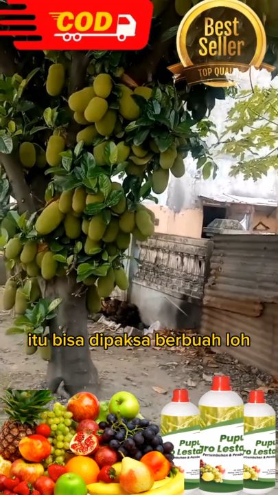 Pupuk Organik Cair Pupuk Agro Lestari 1 Liter - Penyubur dan Pelebat Buah dan Sayuran | Lazada ...