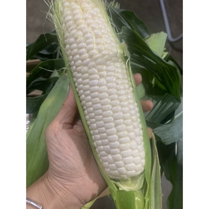 BUY 6 pcs AA Cameron Jagung Susu /金马伦白玉米@RM34.00 | Lazada