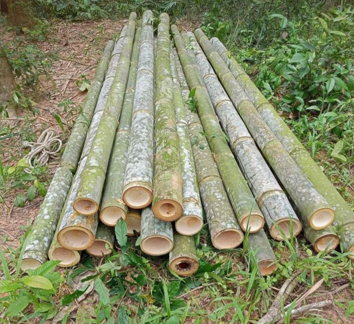 1 Batang Buluh Wau / Buluh Berang | Lazada