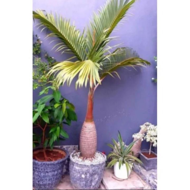 Bibit Tanaman Hias Palem Botol Tinggi 40-80cm Pohon Palem Botol ... Bibit Tanaman Hias Palem Botol Tinggi 40-80cm Pohon Palem Botol ...